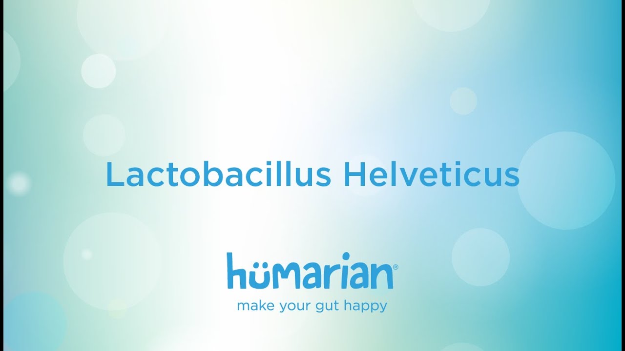 Lactobacillus Helveticus - YouTube