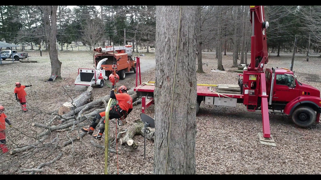 M2 Tree Service - YouTube