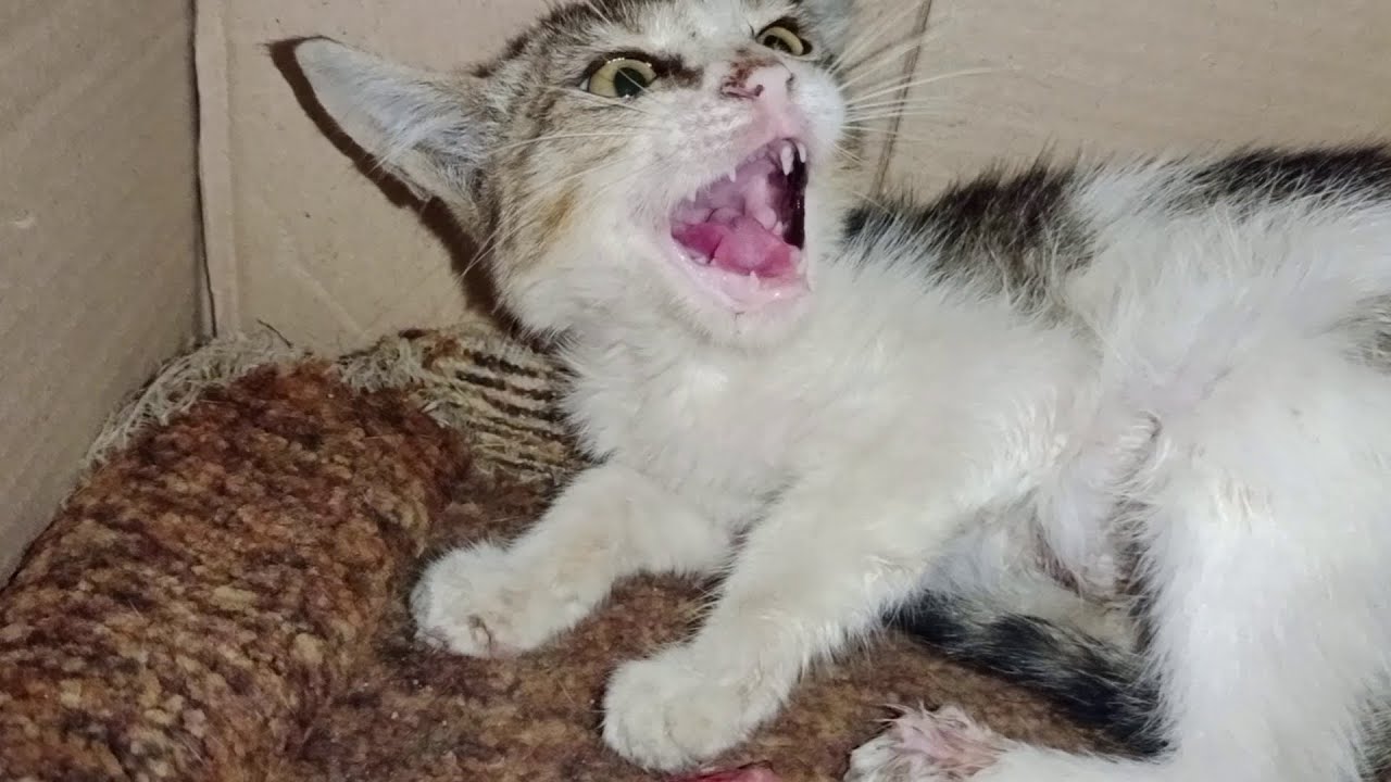 Adopted Most feral kitten, super aggressive - YouTube