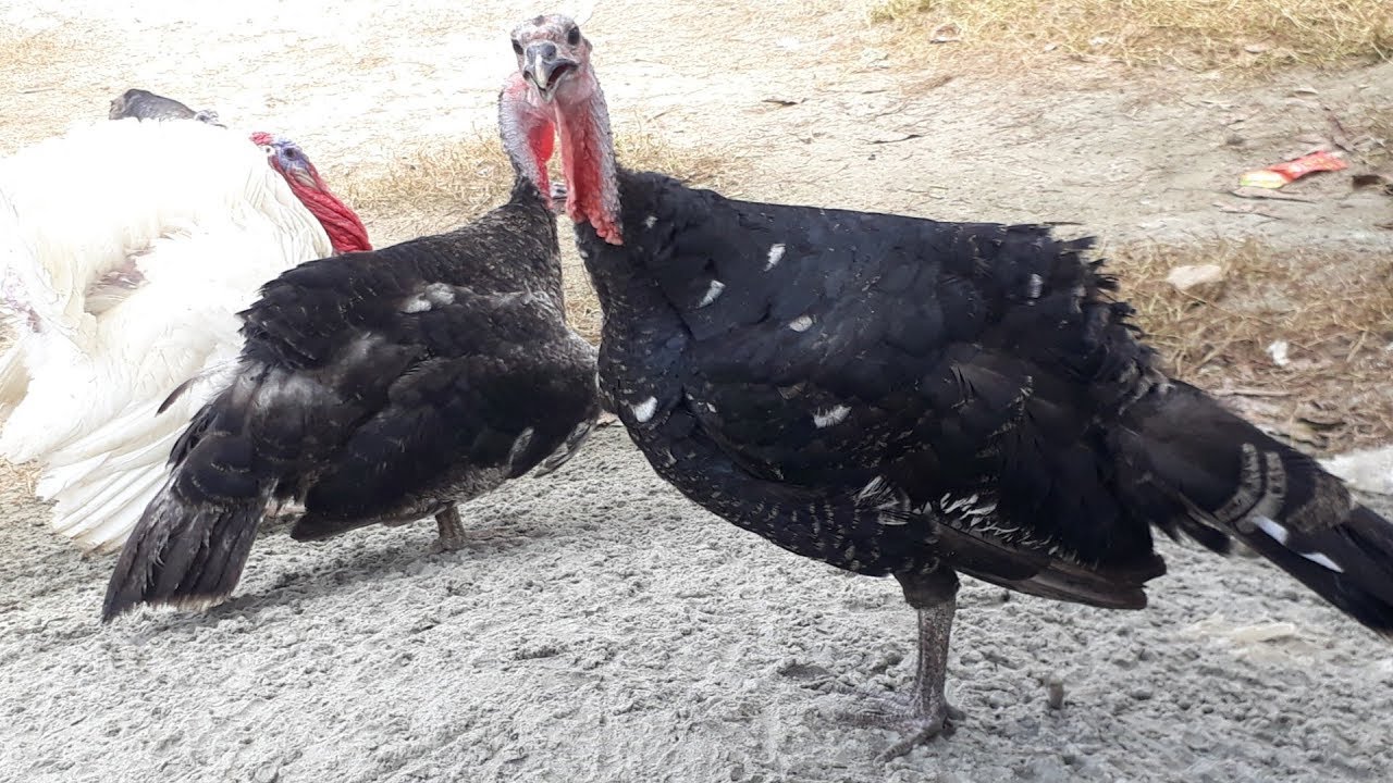টার্কি মুরগির নখ ও ঠোট কেটে দেওয়া । Turkey bird’s Debeaking । টার্কির ...