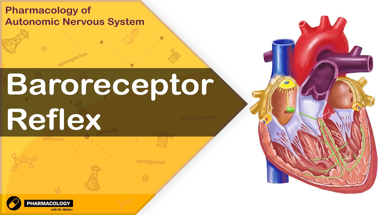 Baroreceptor Reflex (Part 38) - YouTube