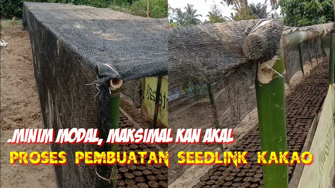 Membuat rumah bibit & menyemai biji kakao untuk seedlink - YouTube