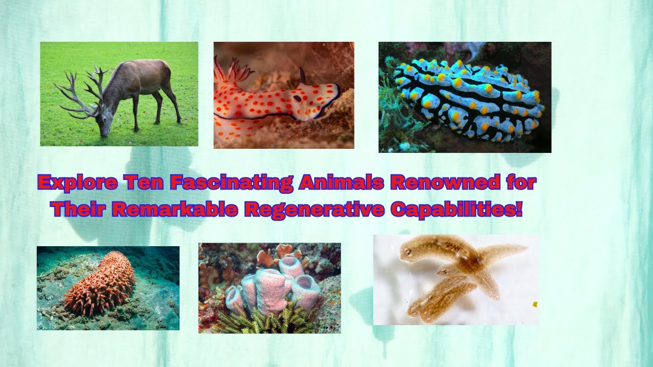 Explore Ten Fascinating Animals Renowned for Their Remarkable ...