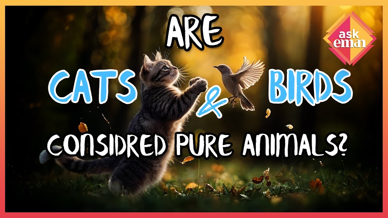 Are Birds And Cats Considered Pure Animals In Islam? | Ask Eman - YouTube