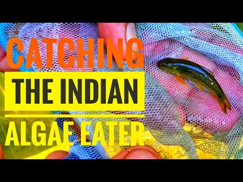 Catching GARRA MULLYA best algae eater fish from INDIA | Aqua adventure ...