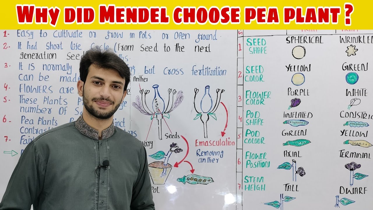 Why Mendel selected pea plant for his experiment | Seven pairs of ...