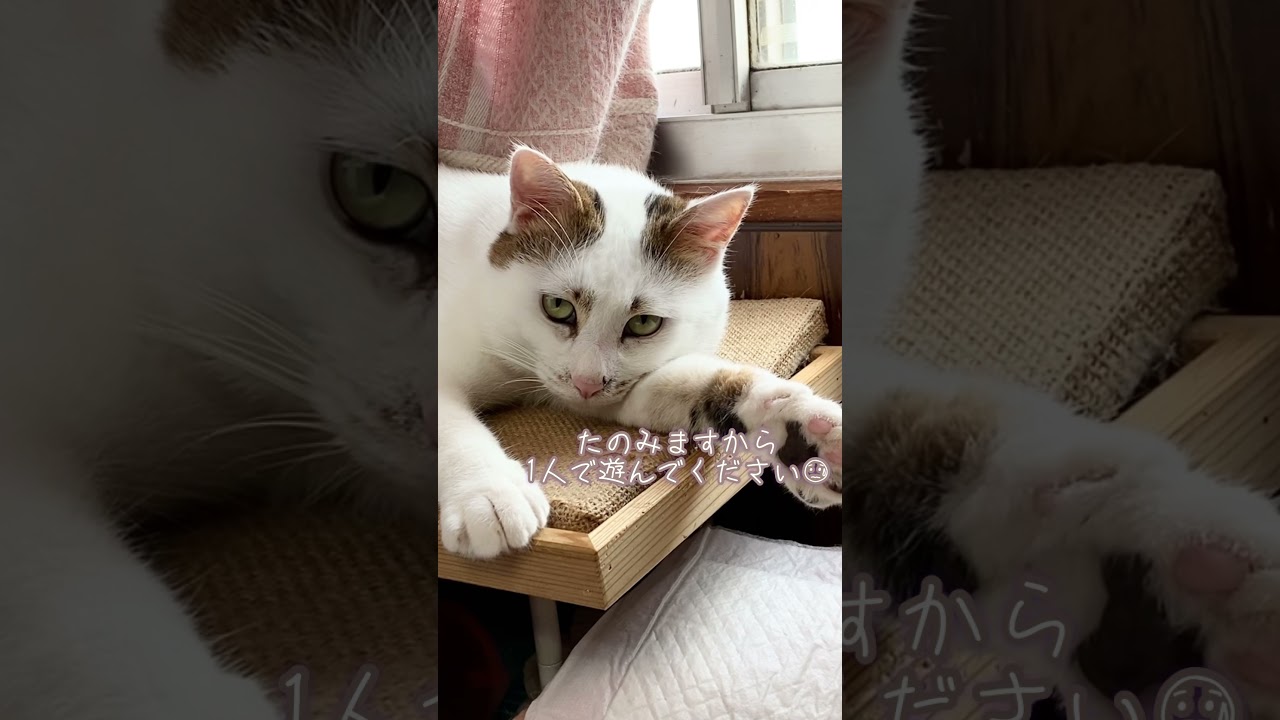 【猫のチョンさん⑩】猫、お昼寝中です「なに〜かまってって⁉︎」ショート The Cat Cheon-san Cat, I'm taking a ...