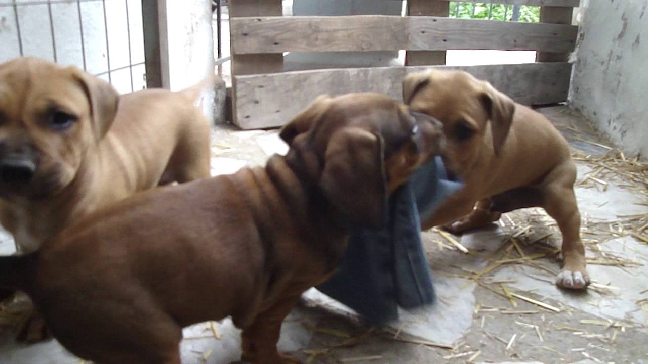APBT puppies playin - YouTube