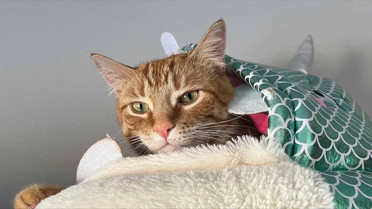 Noah The Cat - YouTube