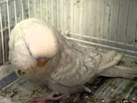 opaline cinnamon grey spangle 41 days old - YouTube