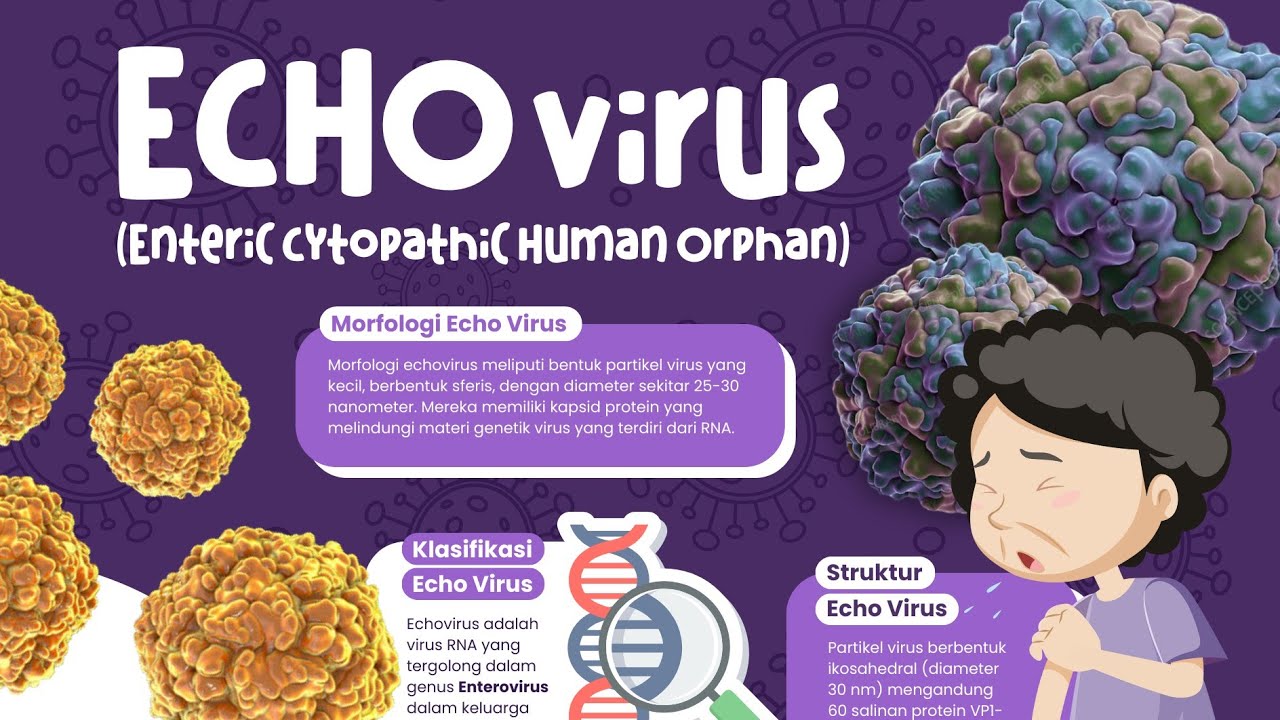 ECHO (Enteric Cytopathic Human Orphan) VIRUS - YouTube