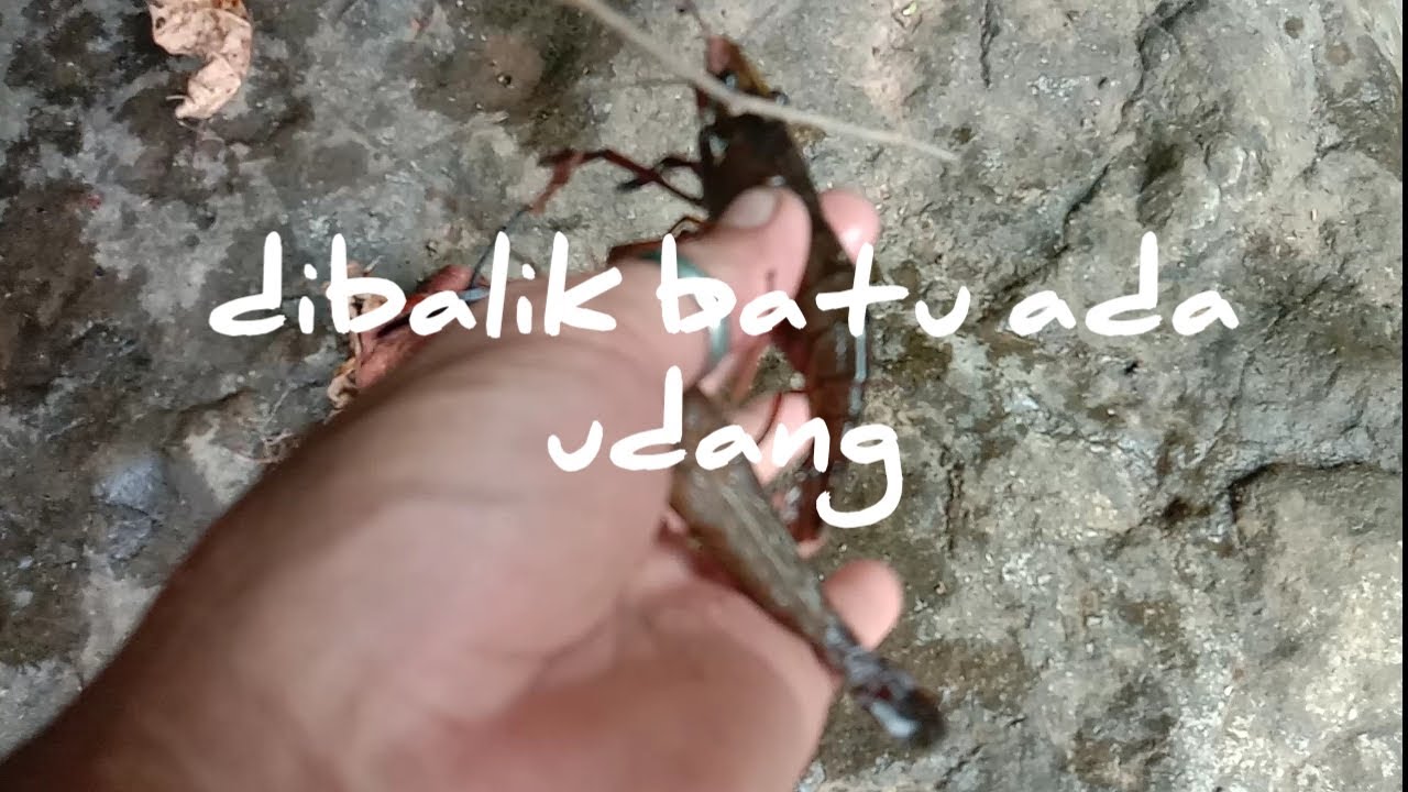 BERBURU UDANG DI BALIK BATU PAKAI SUSAN 735MP - YouTube