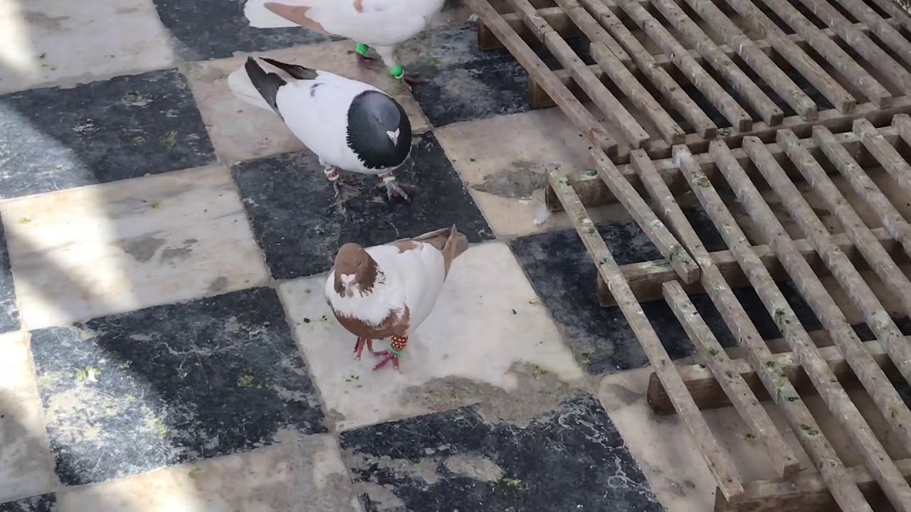 Kaftar l kabootar afghani 2020 l best Afghan pigeons 2020 l pigeons ...