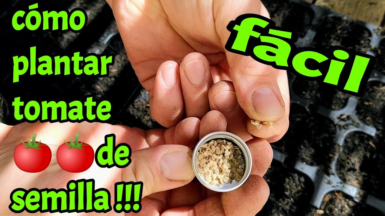como y cuando plantar o sembrar tomates de semilla en casa - YouTube