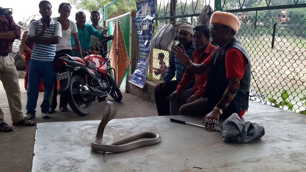 Cobra Venomous Snake Rescue Form Maithon Dam Snake Rescue Team Panchet ...