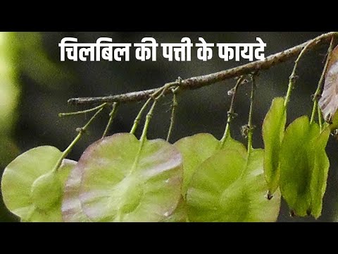 chilbil benefits! health tips! chilbil ka paudha! #health #healthy ...