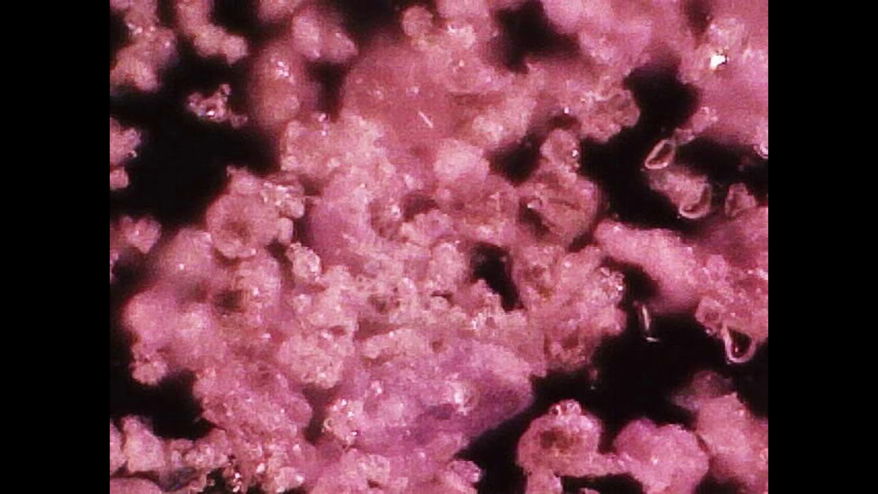 Secret Of Curry Powder Spice - CURRY under the microscope - YouTube