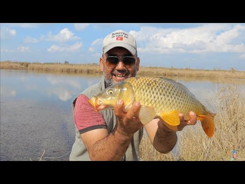 sezonun son sazan, yılan balığı avı #carp fishing # kamp😉