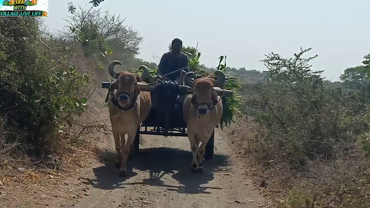 Bel gadi me chalte aate desi bel(बेल गाड़ी मे चलते आते देसी बेल) - YouTube