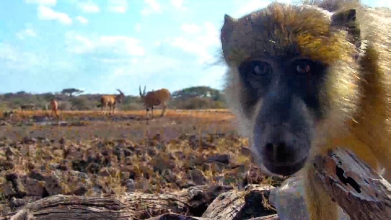 Who Is Watching Who? - YouTube