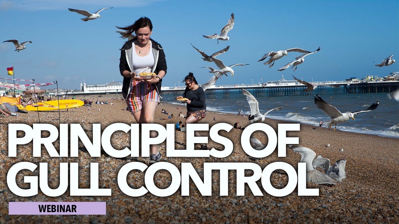 Principles of gull control for pest professionals - YouTube