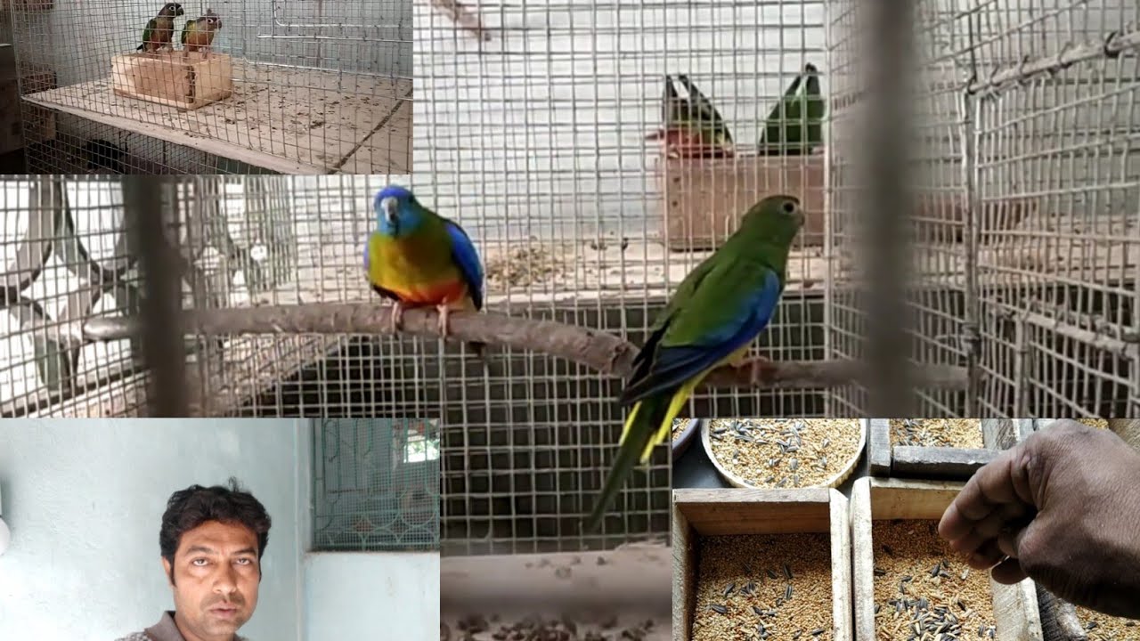 Mix seed for Conure, Redrumped, Tarquin, Rossella parrot bird. - YouTube