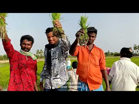 After Completing PADDY TRANSPLANTING.From JUNE Month CVR METHOD FARMING ...