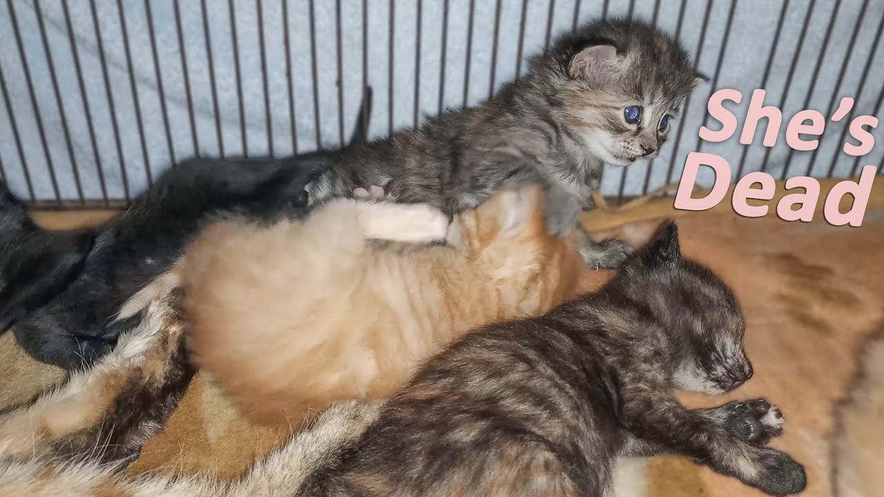 Cute Kitten Caramel Acts Like a Dead Body in Front of Tiny Kittens ...