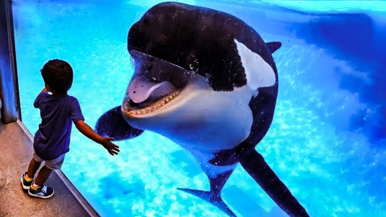 Orca Keeps Following Boy , What The Orca Did Next Shocked Everyone ...