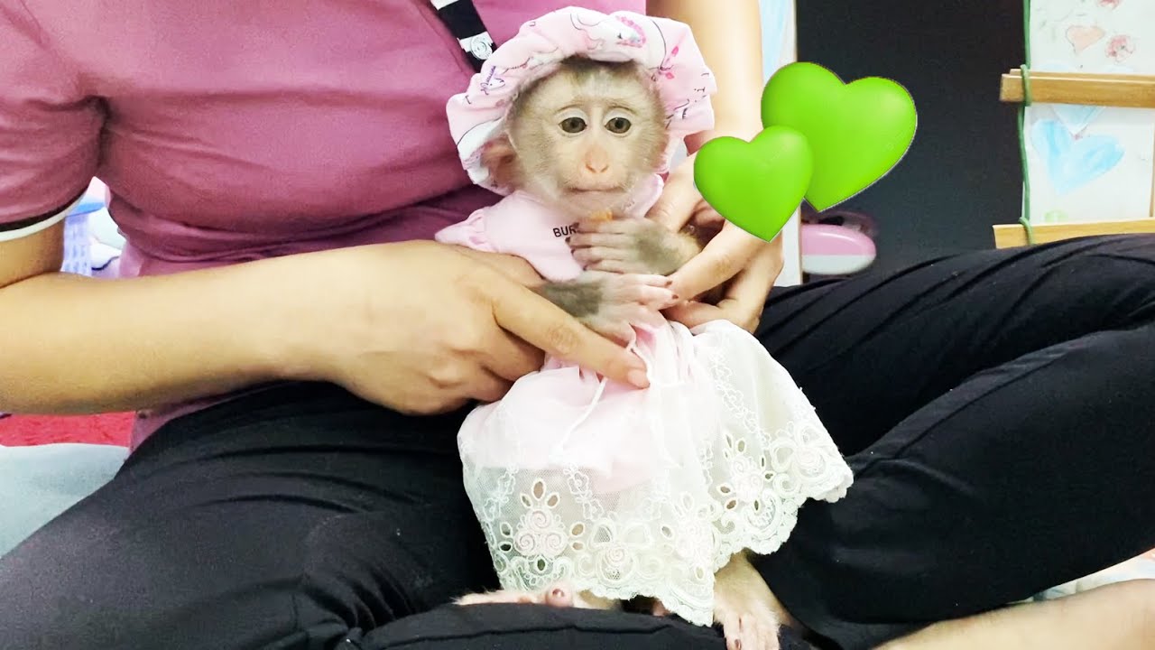 Monkey baby Lyly has grown! Lyly is so happy when mom buys Lyly new ...