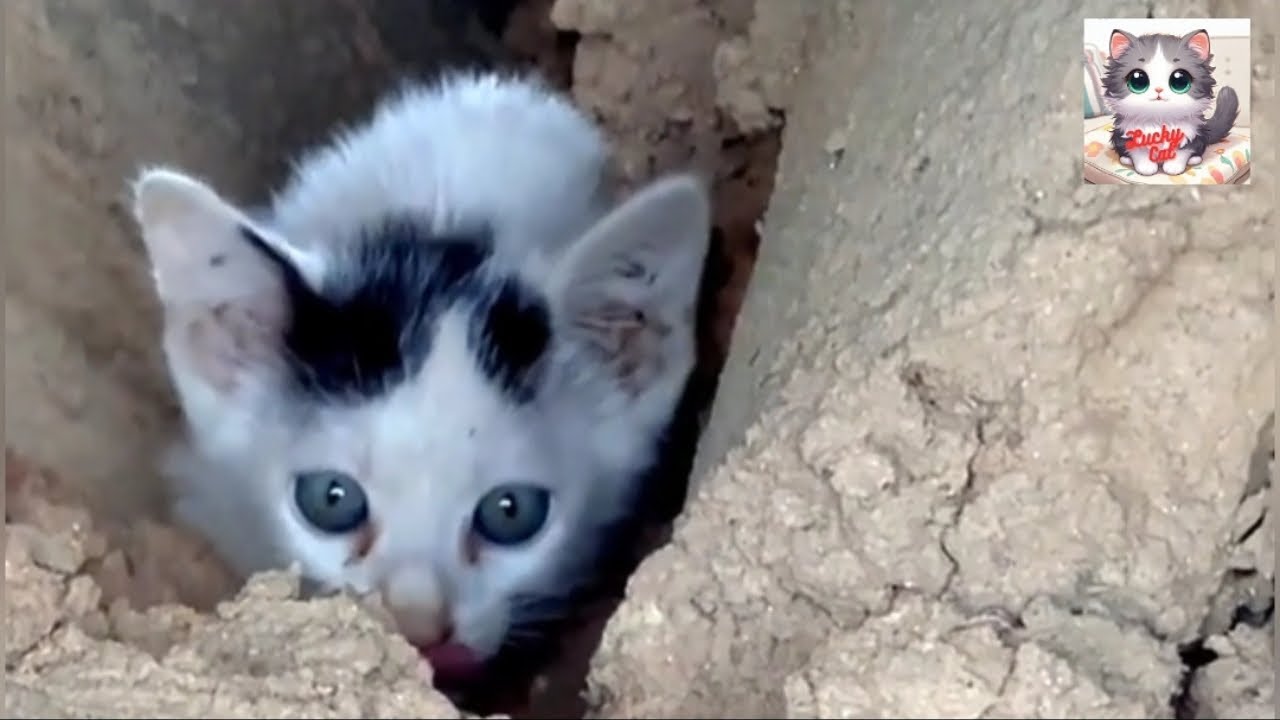 A Fragile Kitten's Rescue from Despair, Finding Warmth, Safety, and a ...