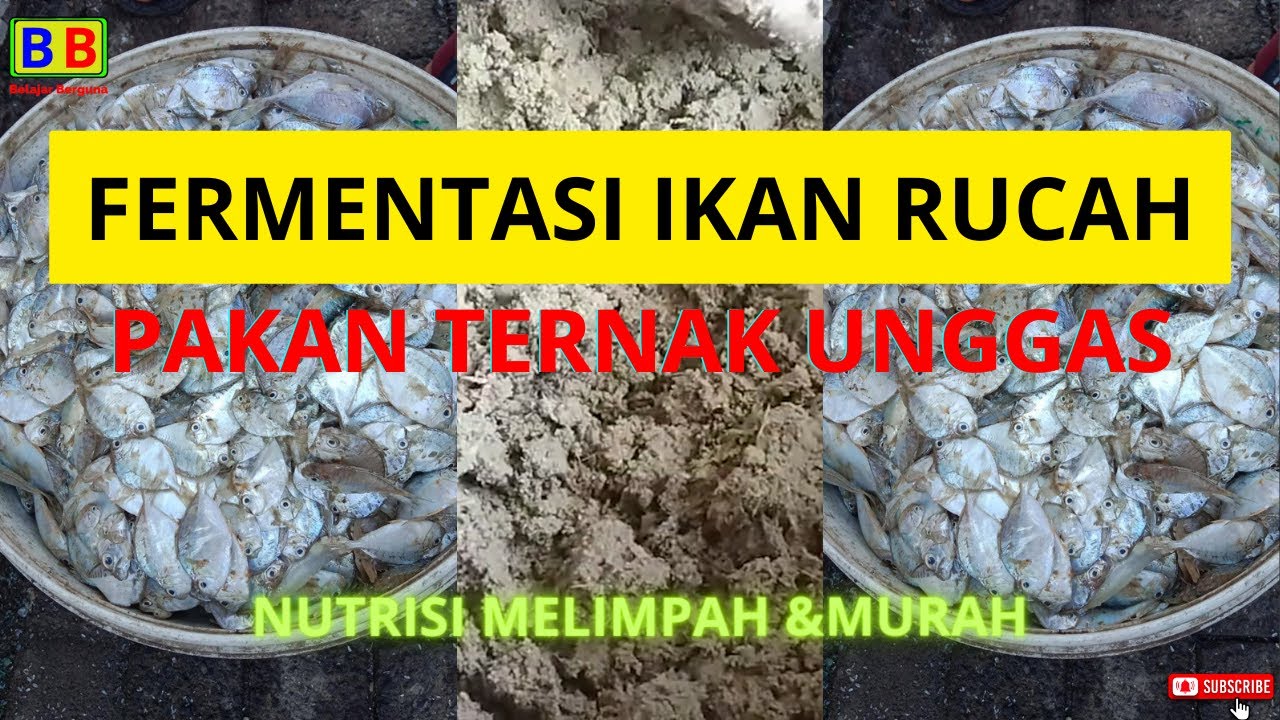 Fermentasi Ikan Rucah Untuk Pakan Unggas - YouTube