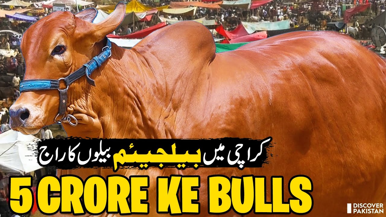 Karachi Qurbani Bulls 2025 | Imported Belgian & Barahman Breeds | Eid ...