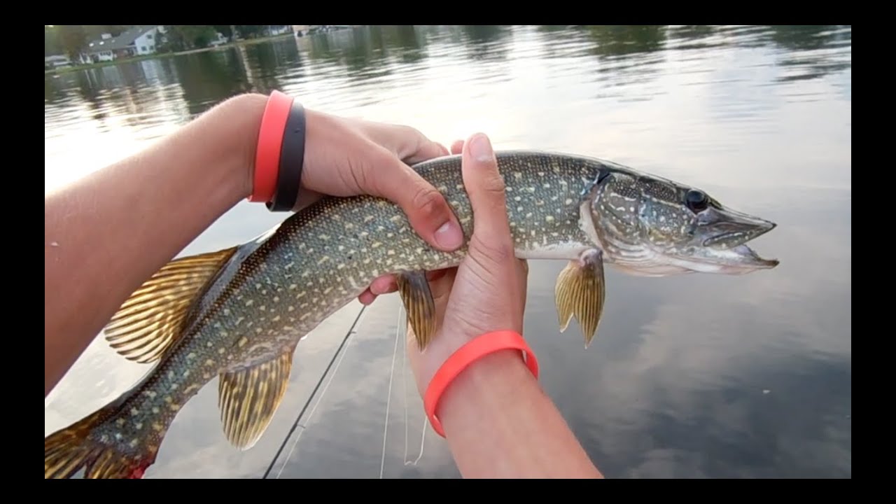Pike and Bass Fishing - YouTube