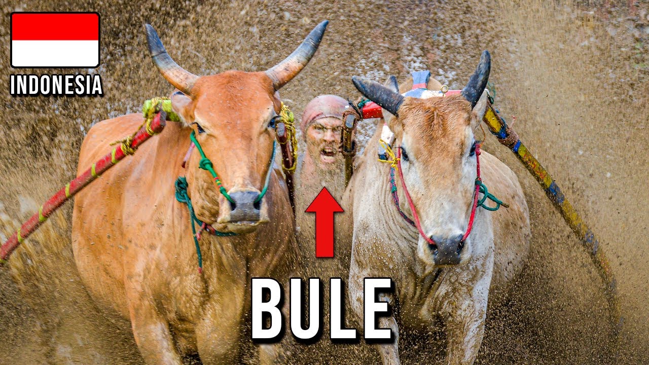I Tried BULL RACING In Sumatra, Indonesia [Episode 24] - YouTube