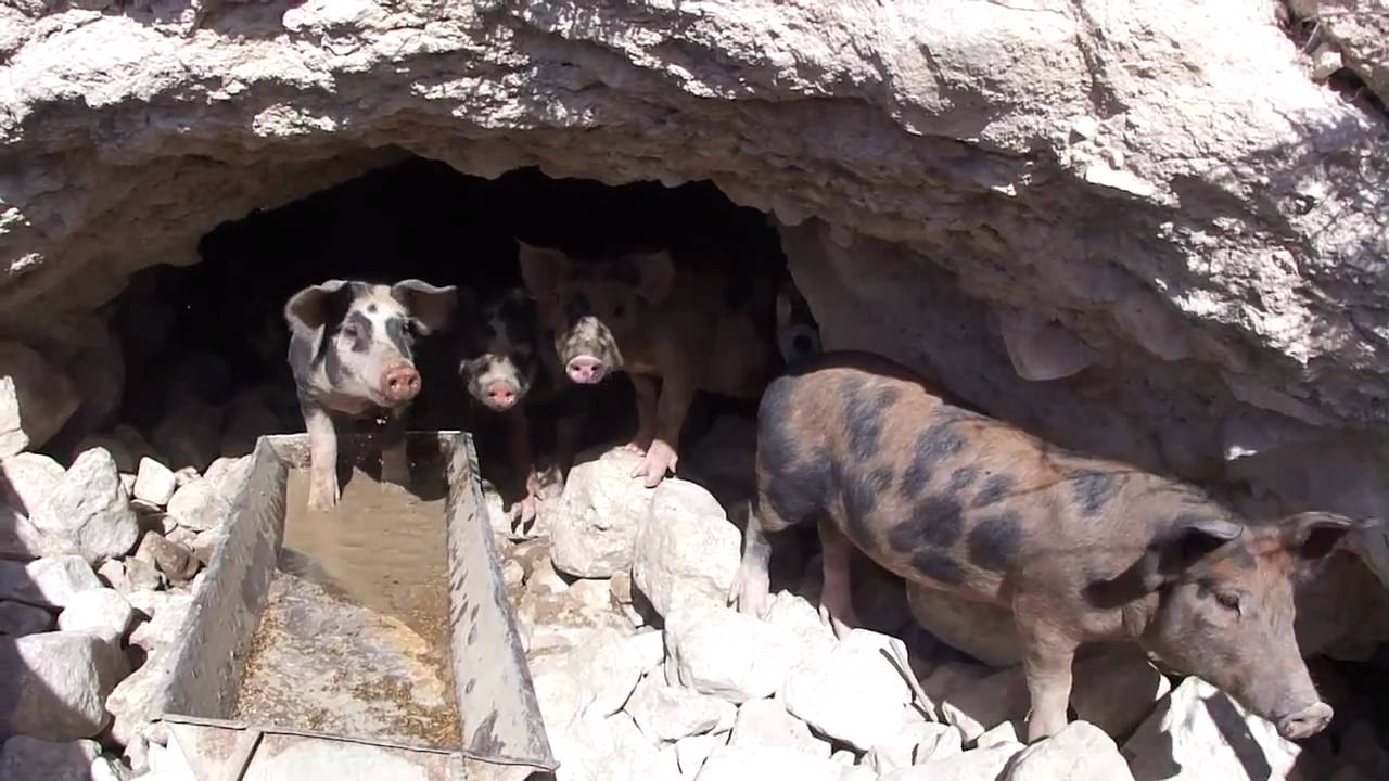 Pigs in their cave: Avakas Gorge, Cyprus - YouTube