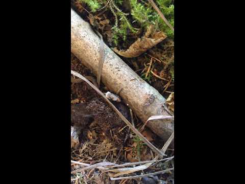 Storeria victa - YouTube