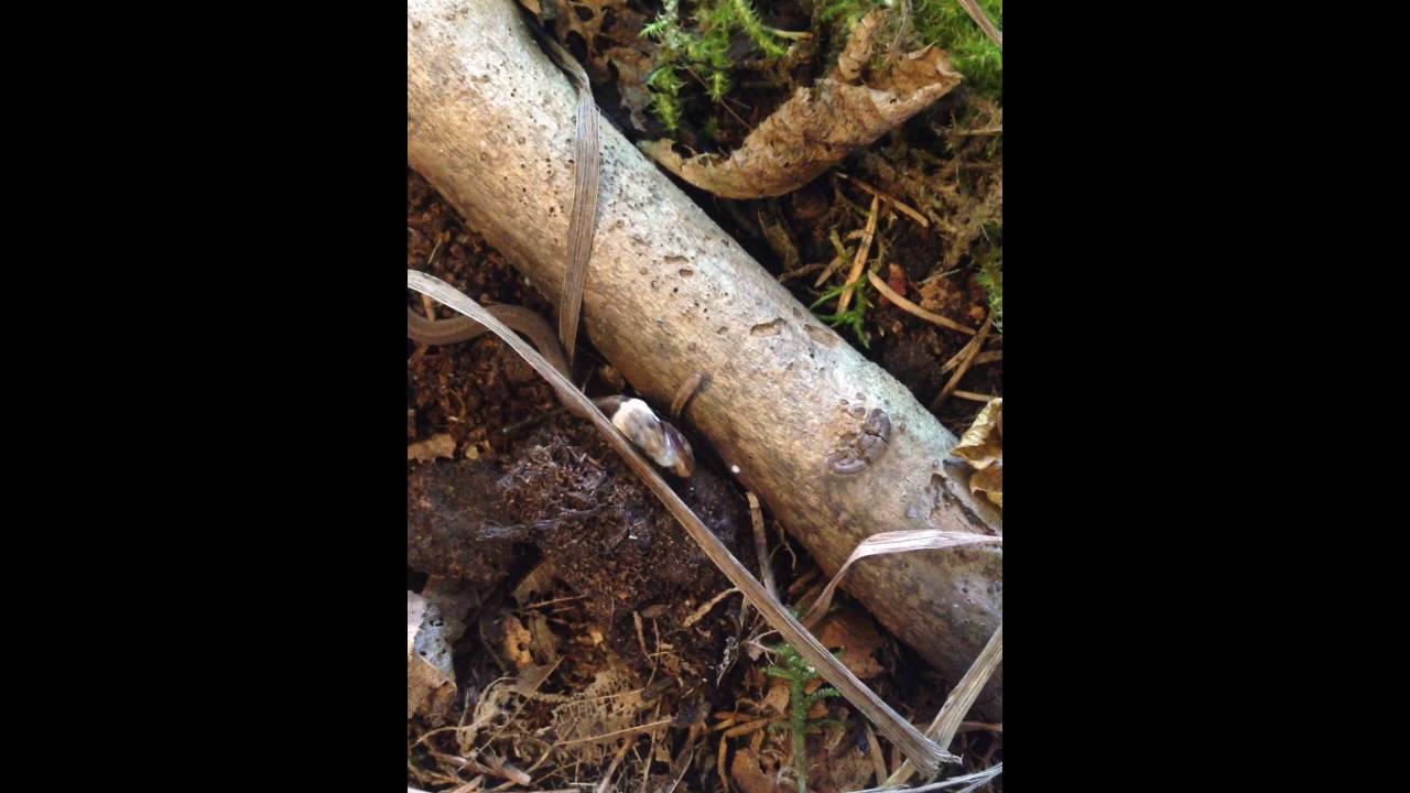 Storeria victa - YouTube