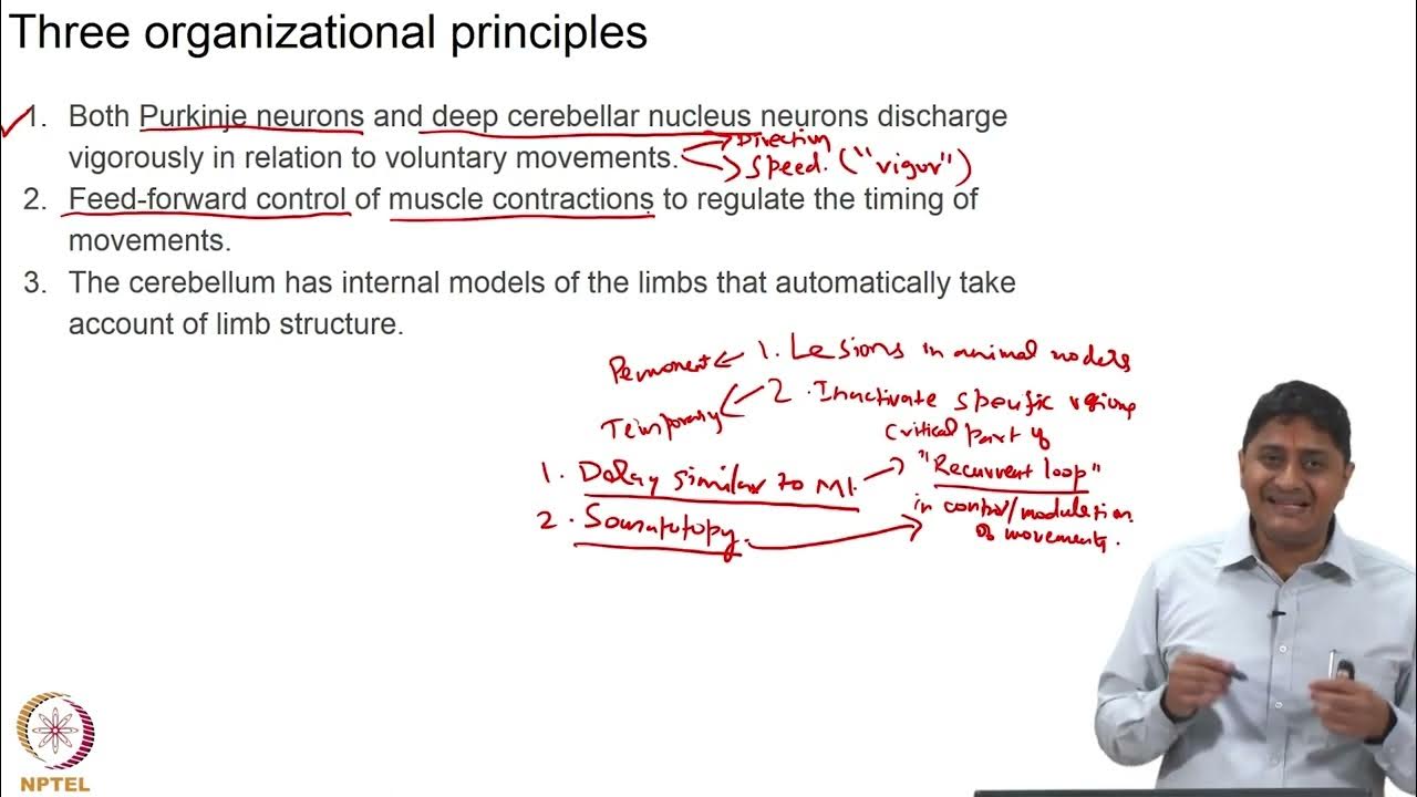 Cerebellum Part - 7 #swayamprabha #ch31sp - YouTube