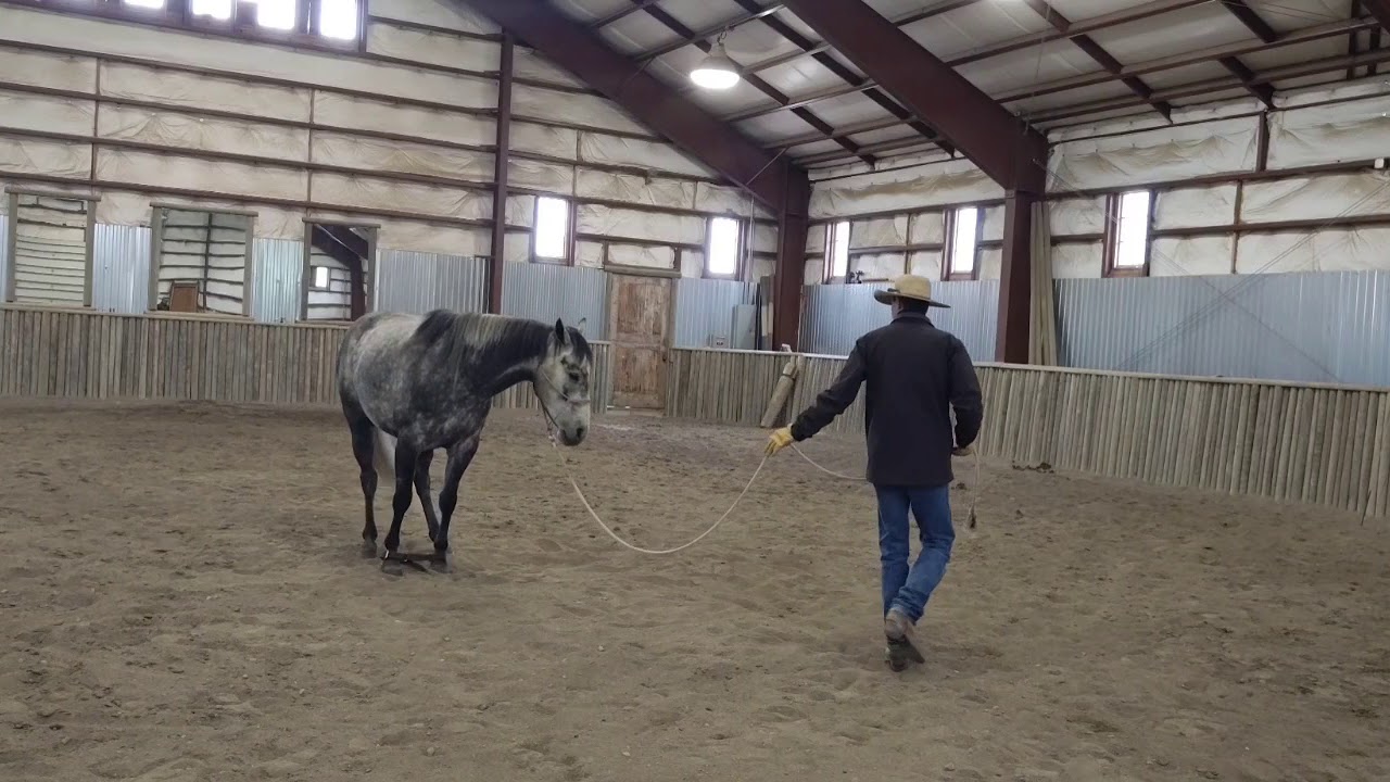 The Basics of Hobble-breaking - YouTube