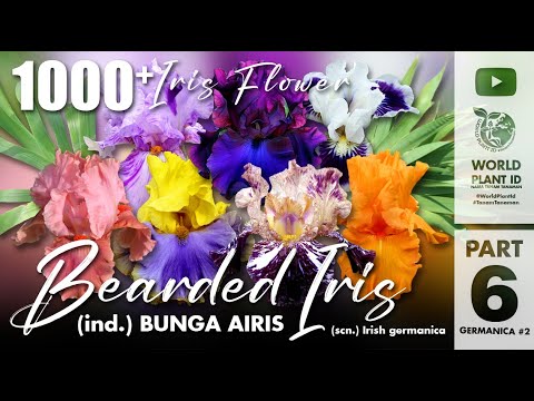 1000+ BUNGA AIRIS Part 6 | IRIS GERMANICA VARIETIES #2 | | Bearded Iris ...