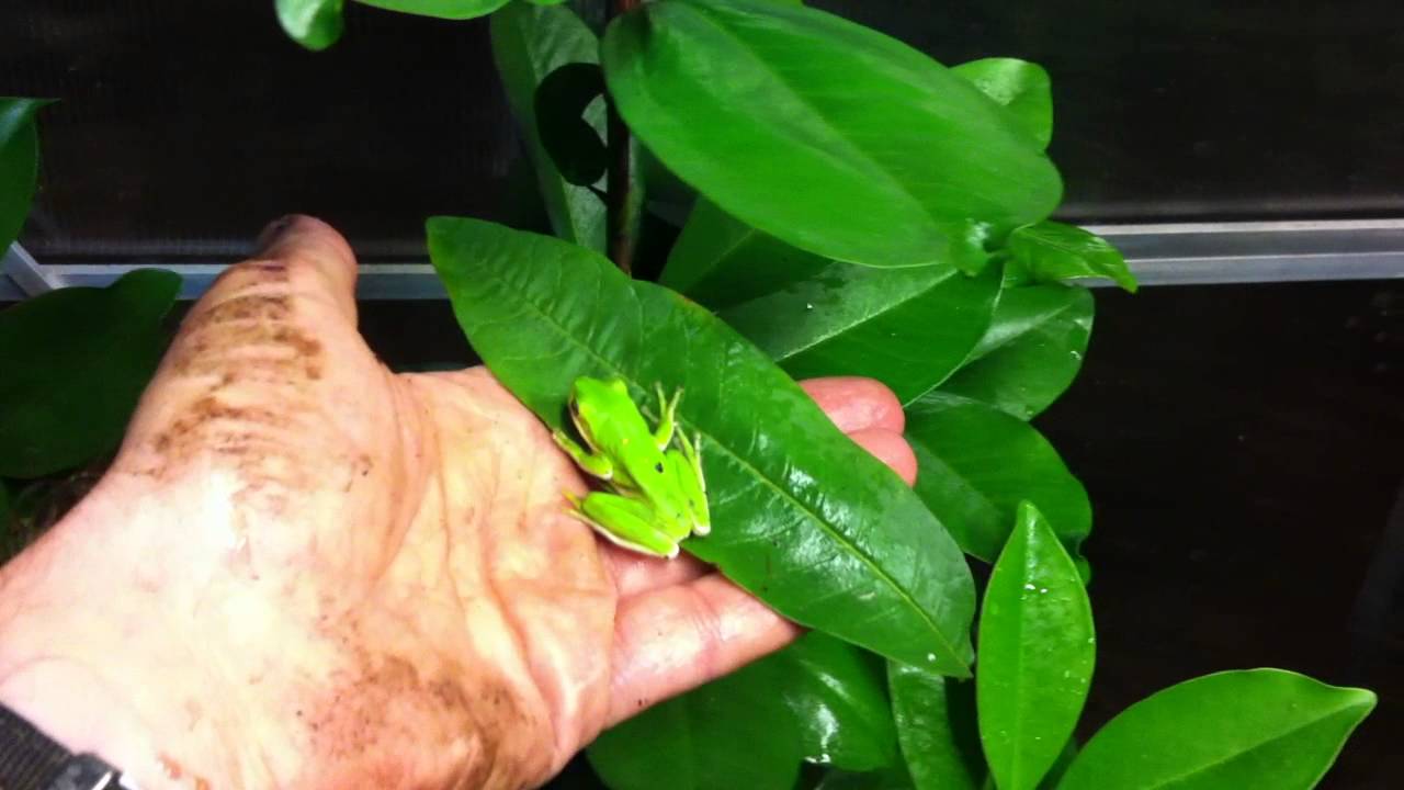 Green Tree Frog in Greenhouse - YouTube
