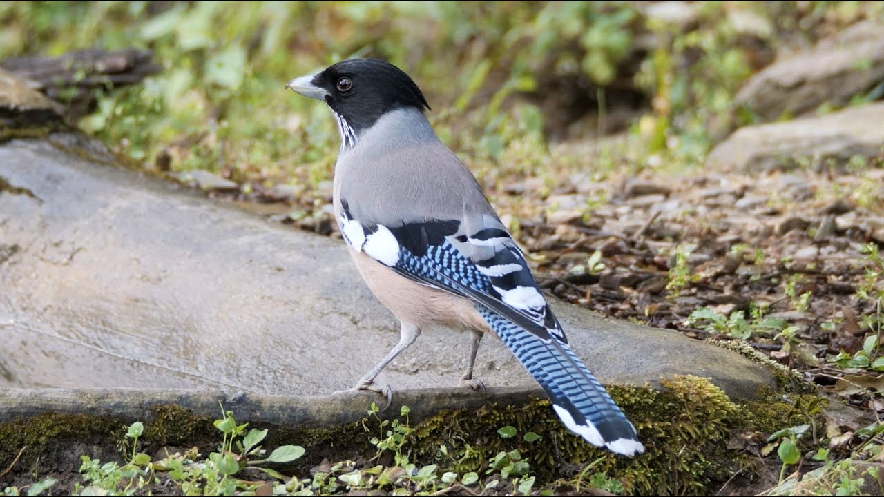Black-headed Jay in India - YouTube