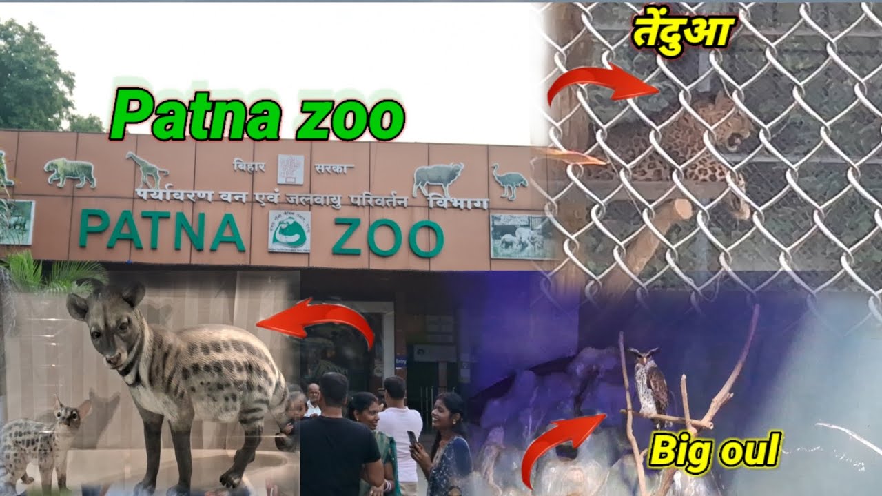 Patna zoo // #animals #zoo //पटना Zoo// tiger 😻 - YouTube