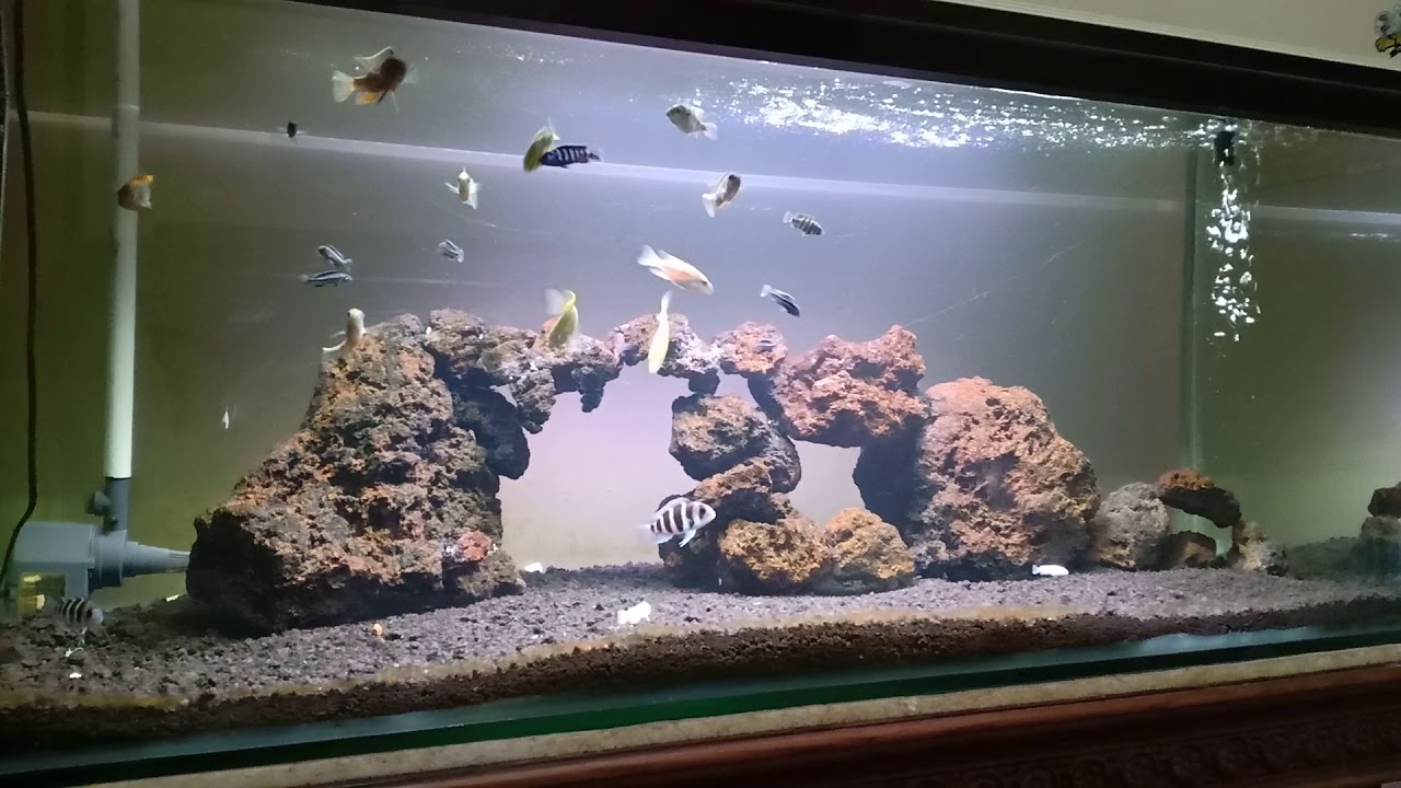 Cichlid tank with lavarock scape 26 juli 2019 - YouTube