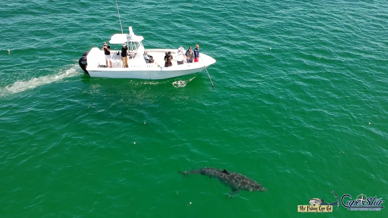 Huge Great White Shark Off Cape Cod, MA (8/11/2019) - YouTube
