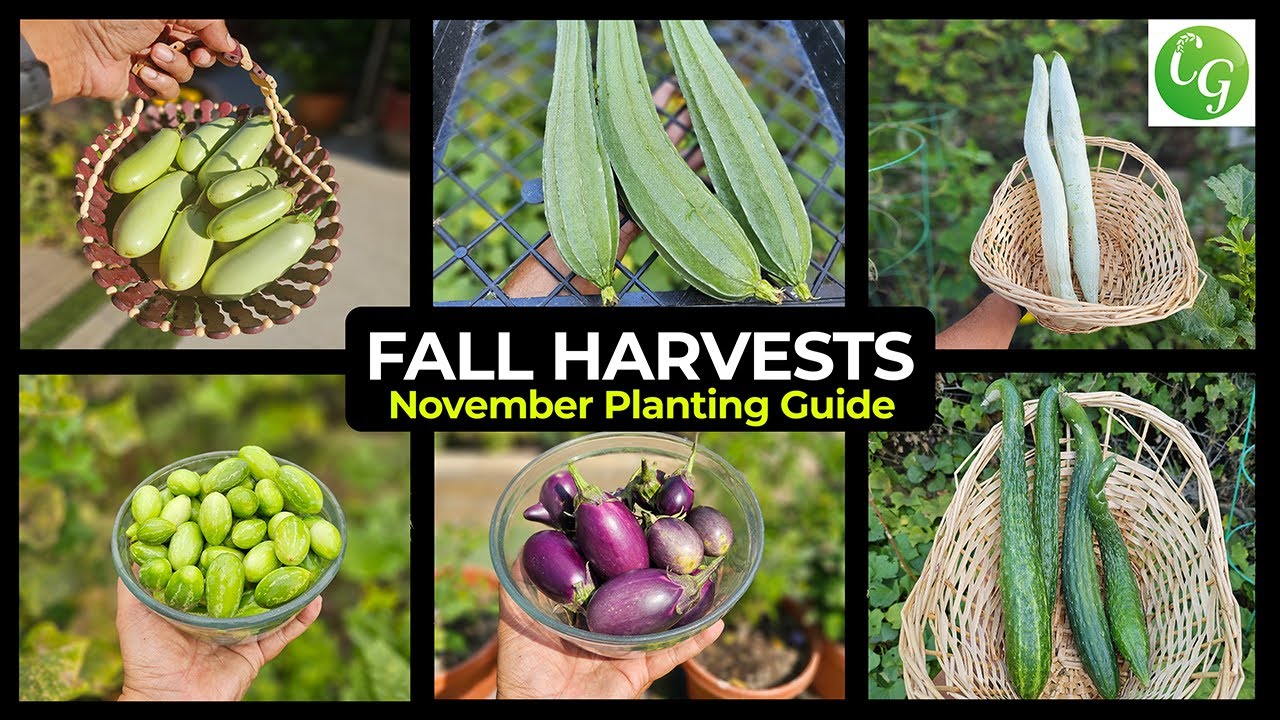 November Gardening Guide: What to Plant & Fall Harvest Bounty! - YouTube