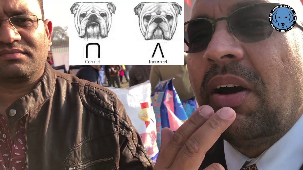 Out Bite - How Can You Fix Underbite | Overbite English Bulldog ...