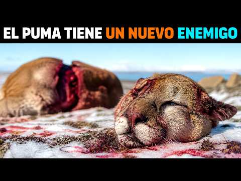 🚨 El único perro QUE M4TA PUMAS salvó a 2 NIÑAS de ser DEVORADAS