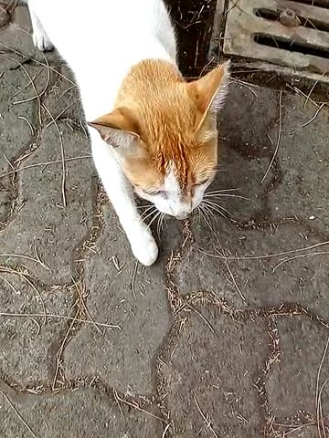 bhupati taru villa Cat - YouTube